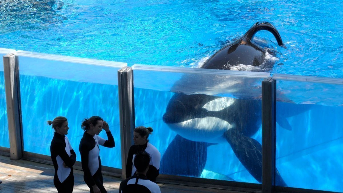 Petition · Free Captive Orcas in Sea World - Rochester, United States ...