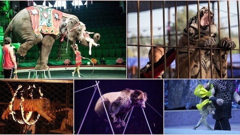 Petition · Save Wild Animals from the Entertainment Industry - United ...