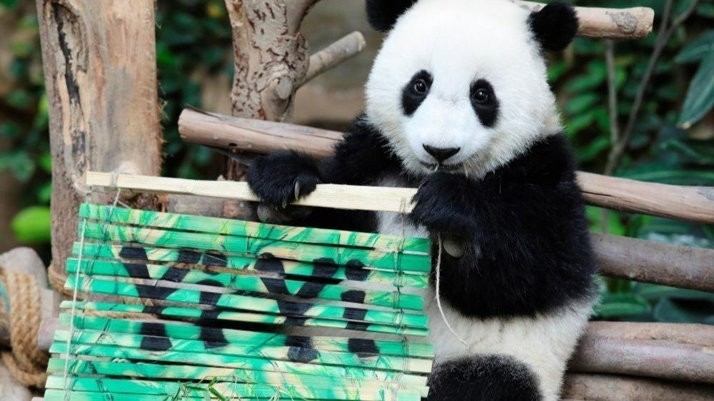 Petition · Save YiYi the Panda - Malaysia · Change.org