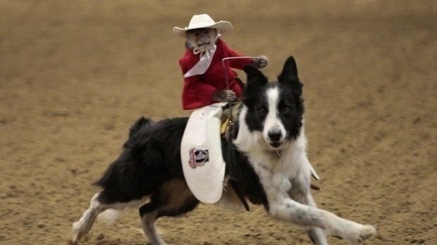 Petition · Stop the Cowboy Monkey at the Franklin Rodeo - Franklin ...
