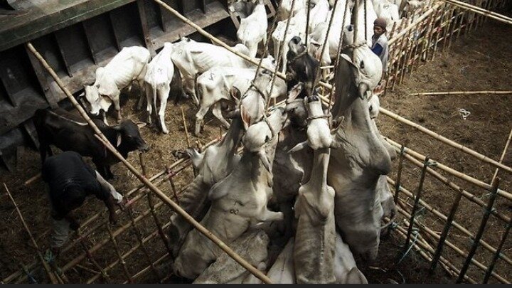 Petition · CLOSE ALL SLAUGHTER HOUSES - United States · Change.org