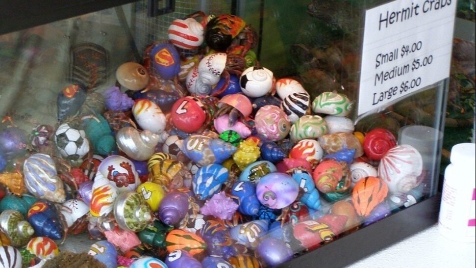 Petition · Save hermit crabs from captivity. - United States · Change.org