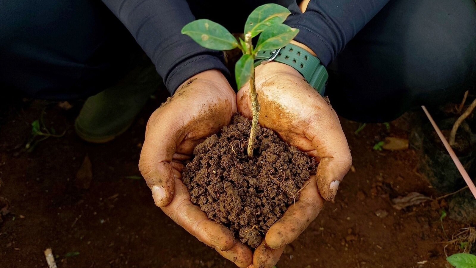 Petition · One Student, One Tree: Growing a Greener Pakistan - Pakistan ...