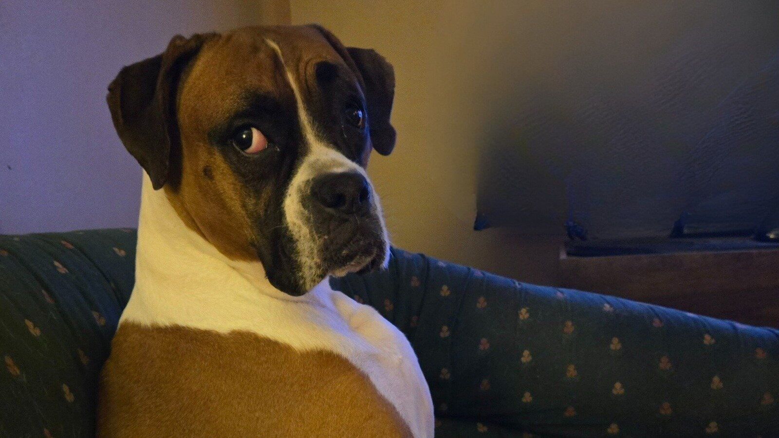 Petition · Petition for Rhylee’s Law - United States · Change.org