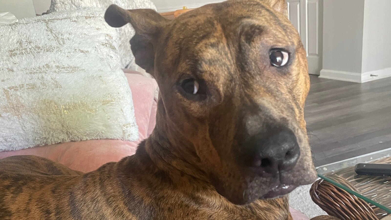 Petition · Grant Tiger, the Brindle Boxer Terrier, Permission to Cuddle ...