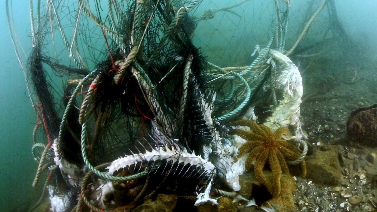 Petition · Reduce a big amount of the fishing nets by fishing less and ...