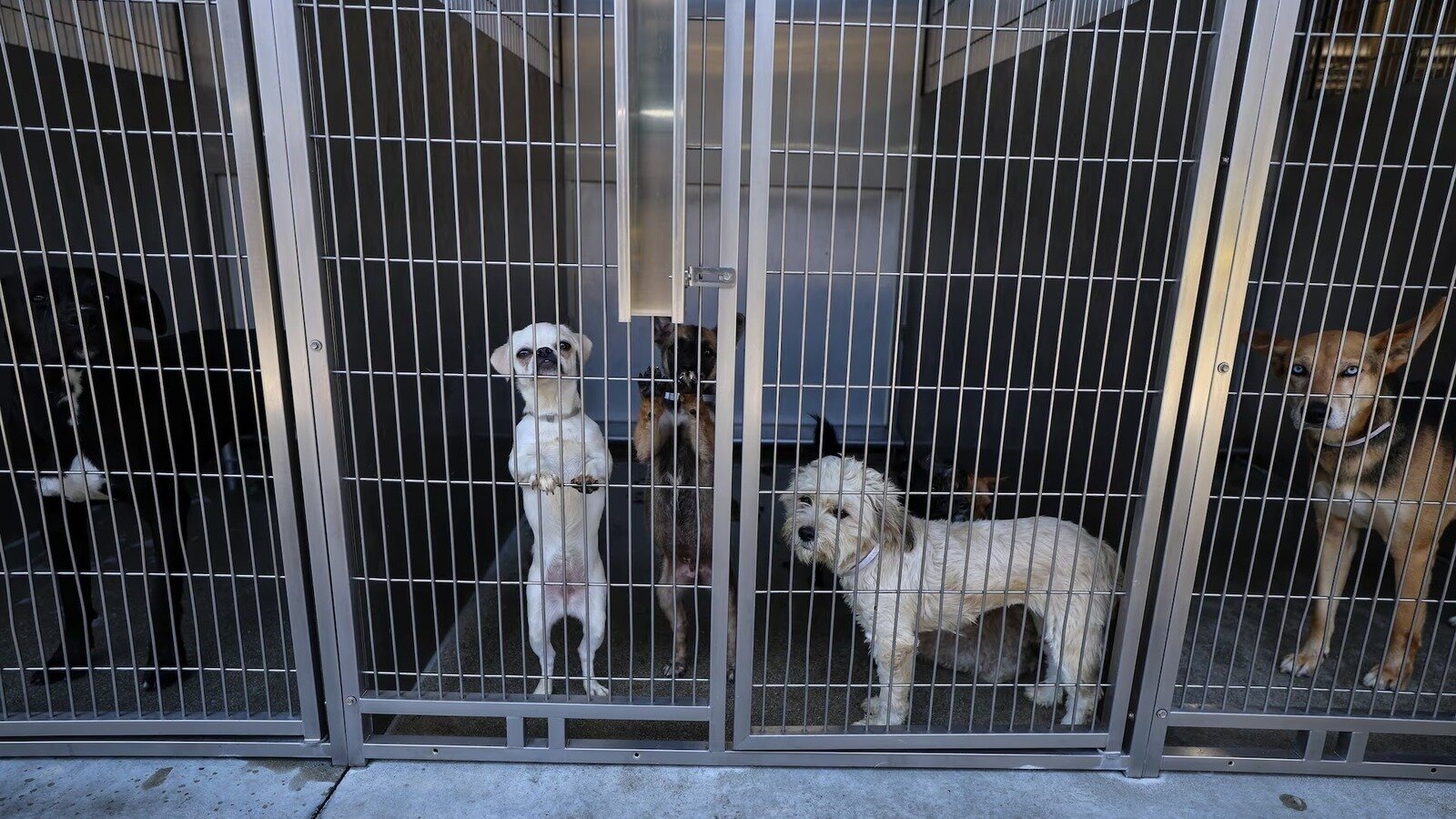 Petition · Protect Pets of Detained Immigrants — Fund Emergency Foster ...