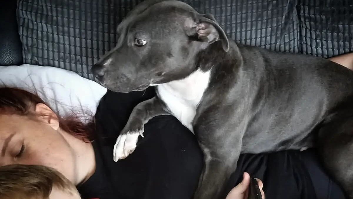 Petition · Allow Blu to Stay in Her Dublin Home - Dublin, Ireland ...