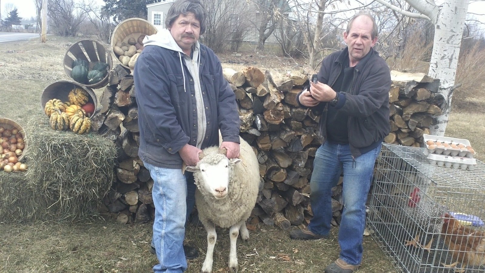 Petition · Bring home the sheep · Change.org