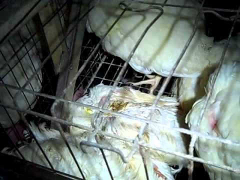 Petition · Stanislaus County District Attorney's Office: Prosecute A&L ...