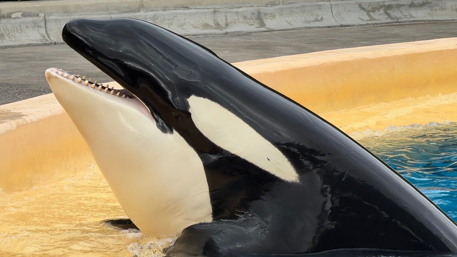 Petition · Free Morgan the orca from LoroParque - United Kingdom ...