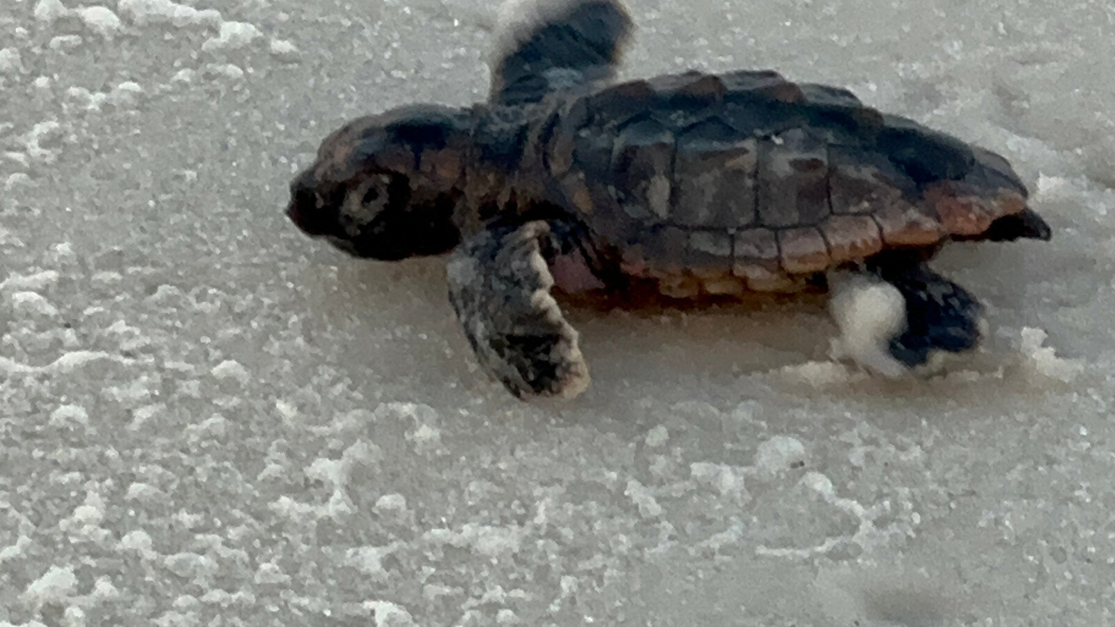 Petition · Request leadership review and restore sea turtle mission at ...