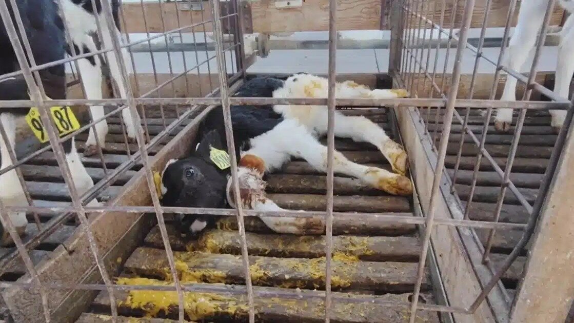 Petition · Demand Justice for Abused Animals at Coca-Cola’s Fairlife ...