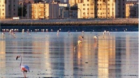 Petition · Make the Flamingo Bahrain's National symbol & the Dugong ...