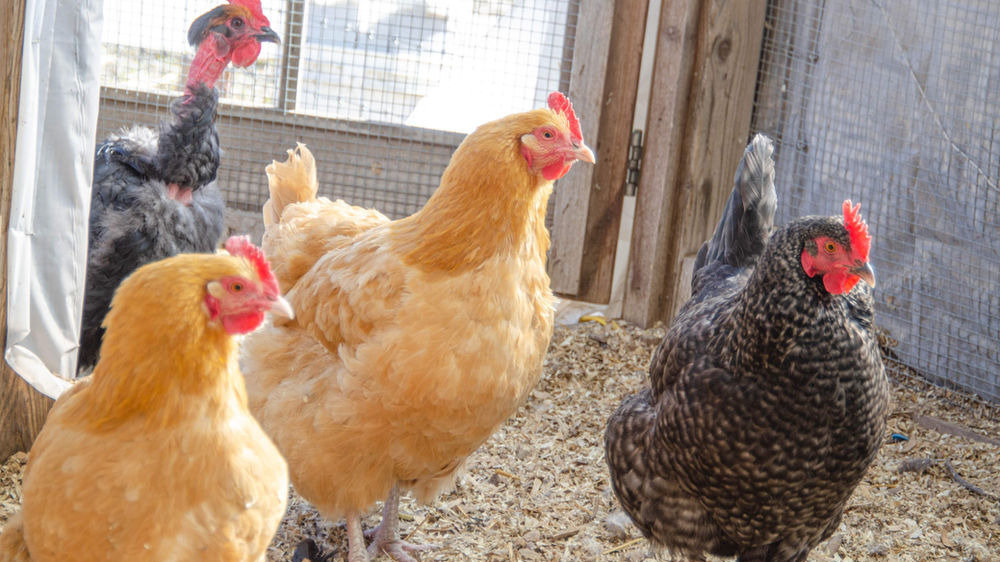 Petition · Legalize chickens in the Egg Basket of the Midwest! - United ...