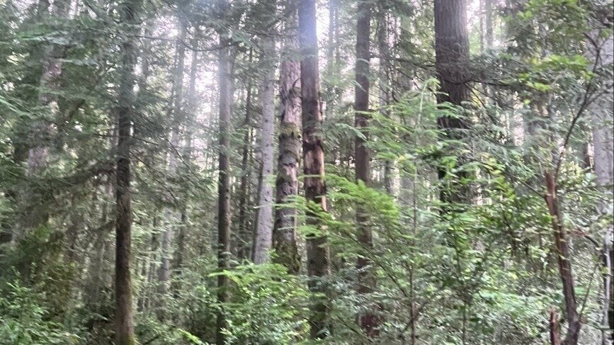 Petition · Stop Logging in Banner Heritage Park's Natural Forest ...