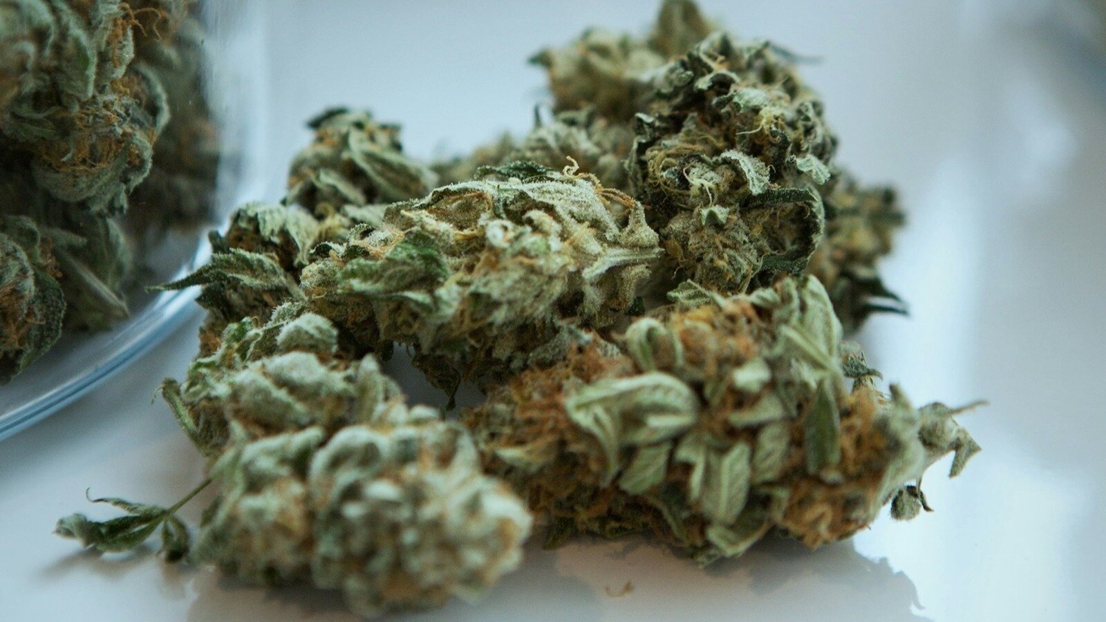 Petition · Legalize Low-Level Marijuana Possession And Cultivation in ...