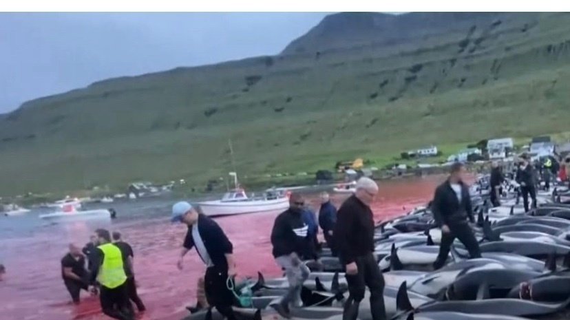 Petition · Please stop the slaughter of thousands innocent dolphins in ...