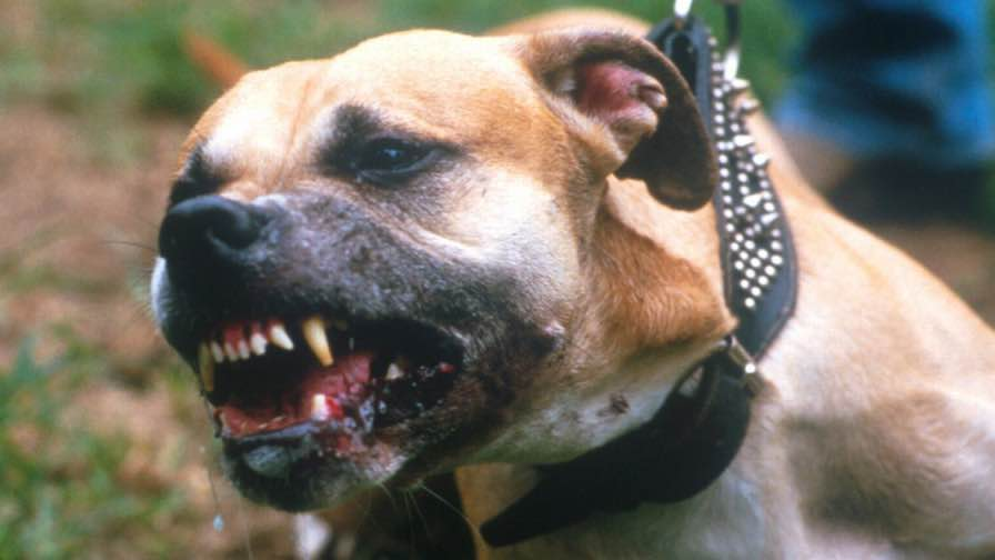 Petizione · Legge che obblighi ad un patentino i possessori di cani ...