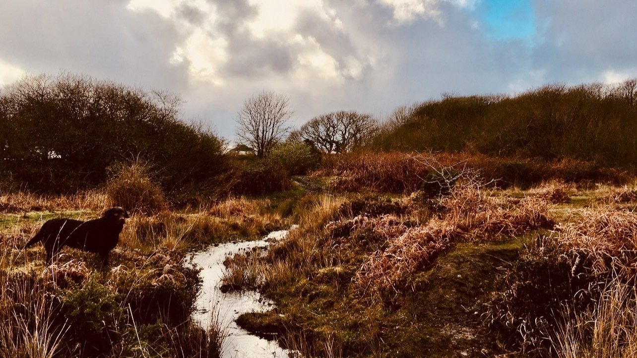 Petition · Stop the de-registration of Clyne Common! Use only ...