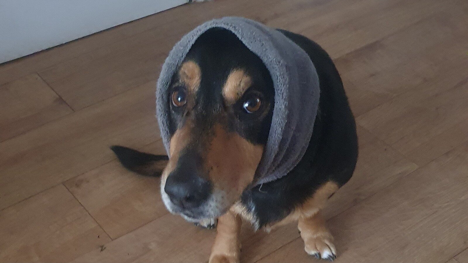 Petition · Ban fireworks except for legal organised displays. - United ...