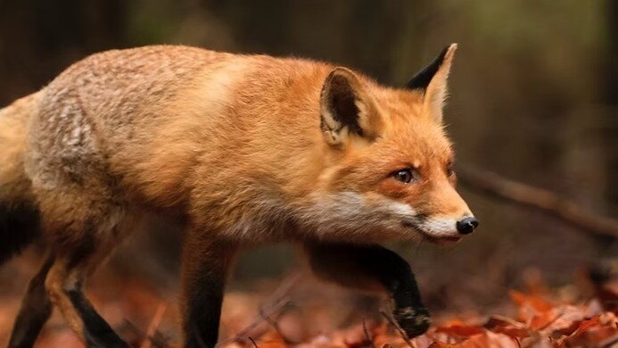 Petition · Change the school charity to Brookswood Animal Sanctuary ...