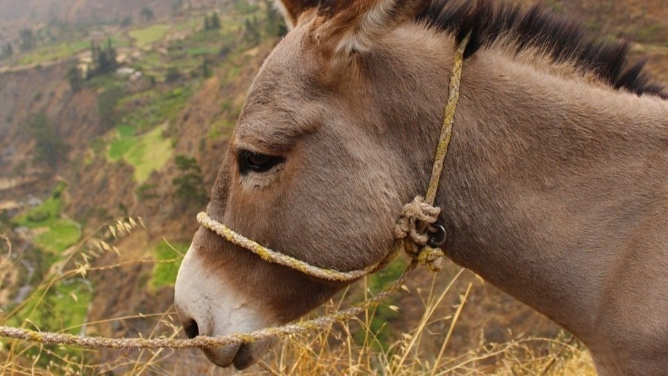 Petición · ¡Alto a las carreras de burros! Nuestra diversión no merece ...