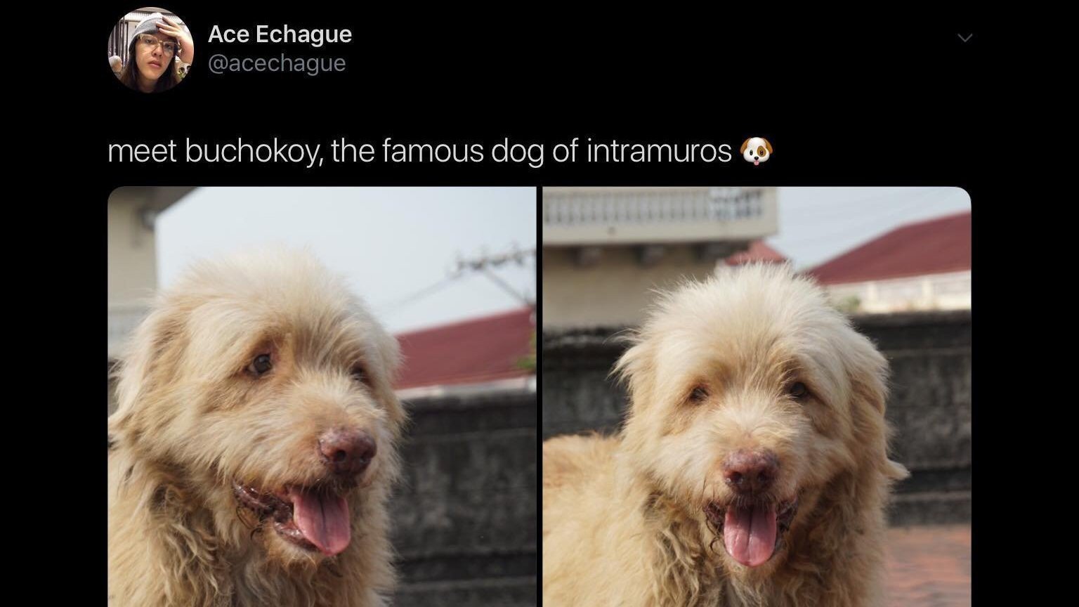 Petition · Save the Stray Animals in Intramuros - Philippines · Change.org