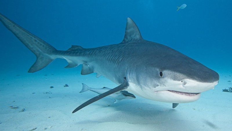Petition · Shark Heroes: Stop shark finning · Change.org