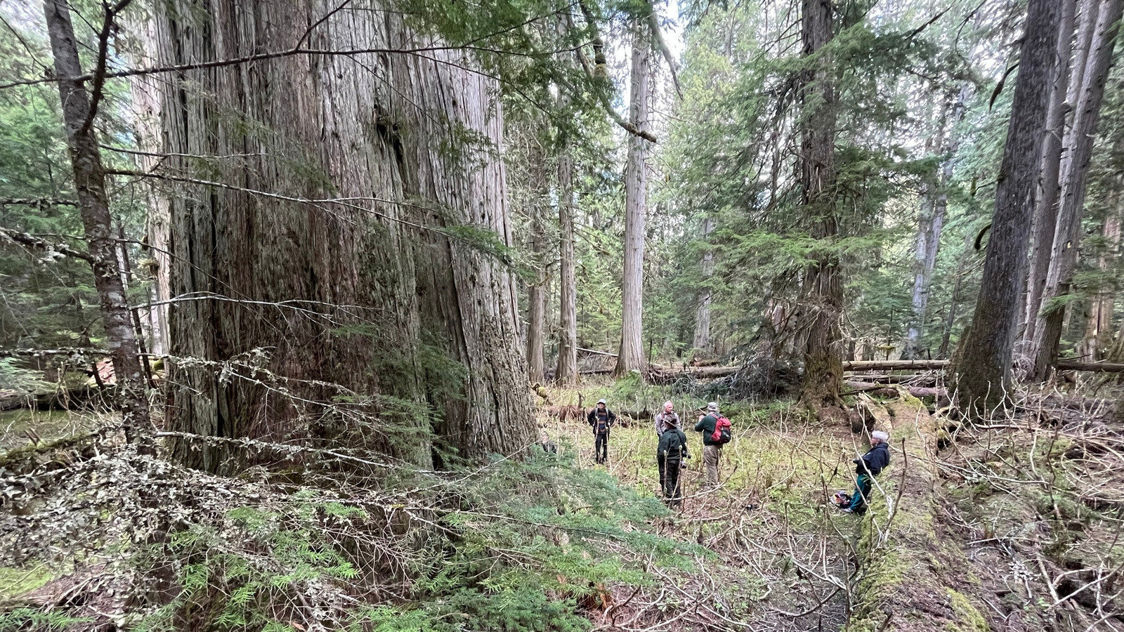 Petition · Provincial Park Status for Duncan River Ancient Cedars ...