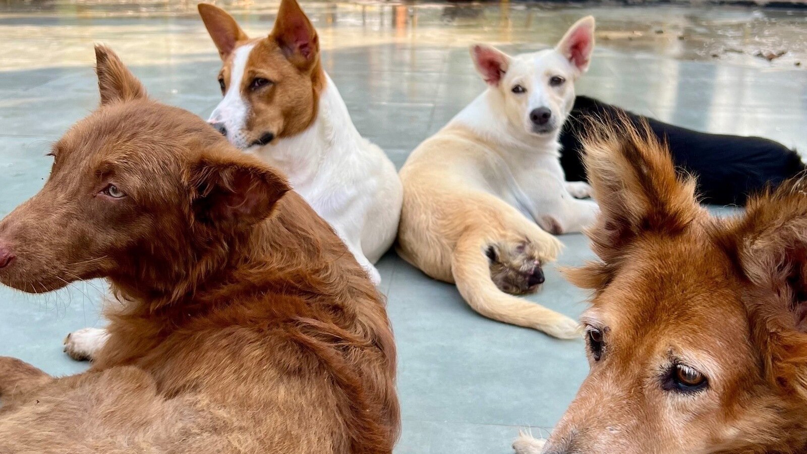 Petition update · Humans have failed these street animals in India ...