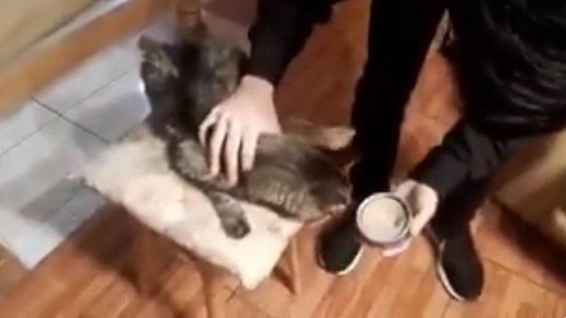 Petición · Justicia por el gato que “Peluchin Entertainment” mató el ...
