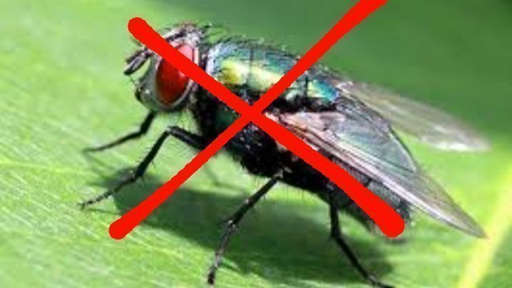 Petition · Petition to get rid of all flies - United States · Change.org