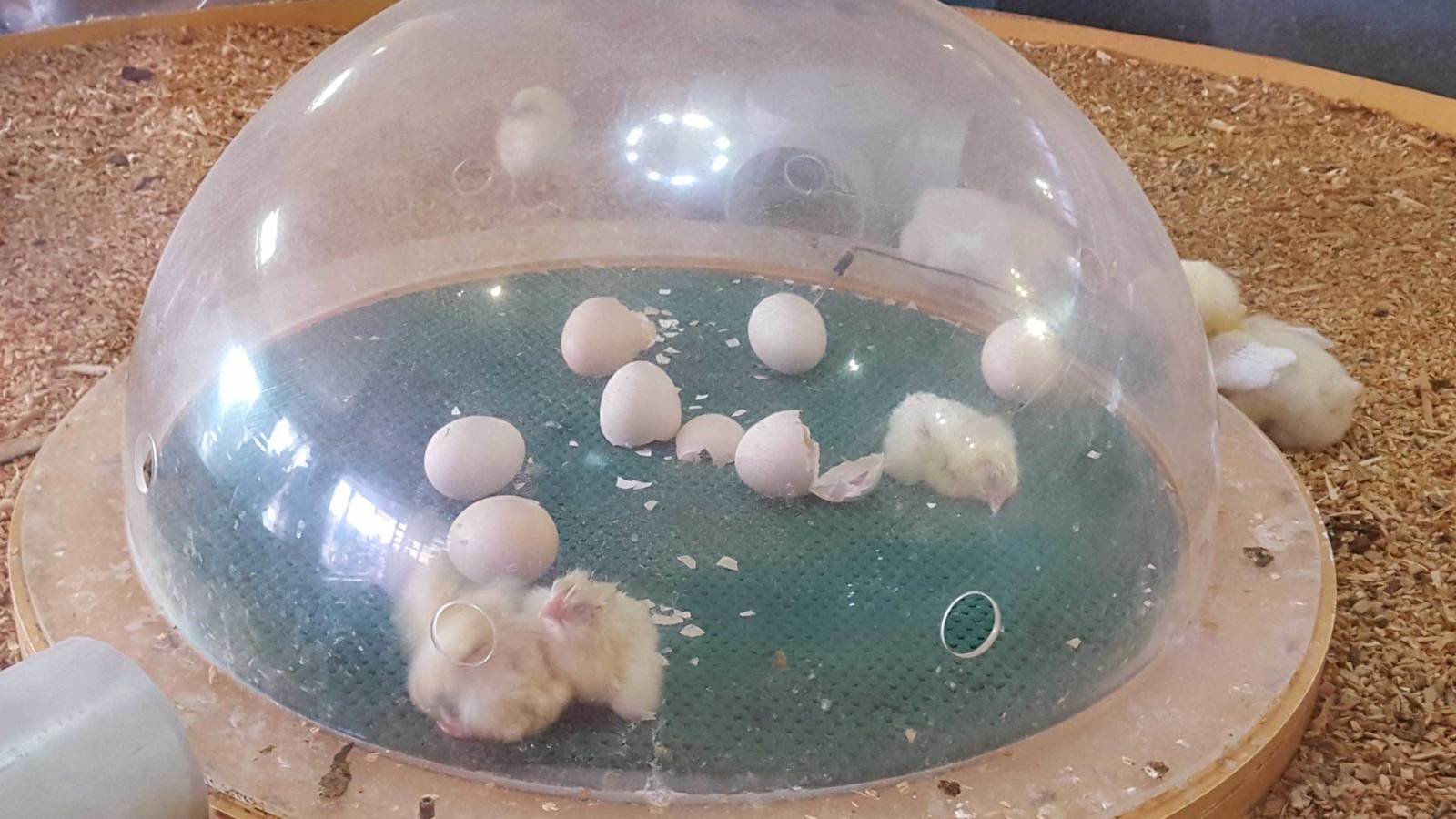 Petition · Stop Scitech Perth live chicken exhibit - Perth, Australia ...