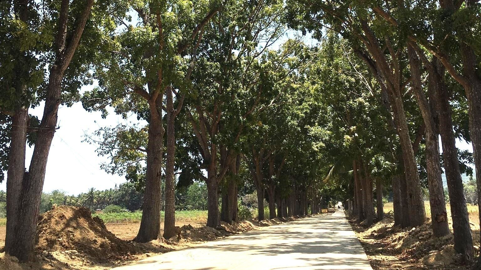 Petition · Halt the Possible Extensive Tree Cutting for Road Expansion ...