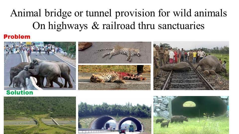 Petition · 'Animal bridge or tunnel provision for wild animals to cross ...
