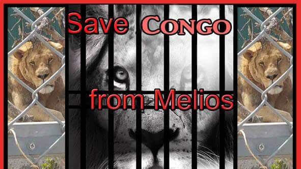 Pétition · Fermeture du zoo Melios (Chypre) et retour du lion Congo à ...