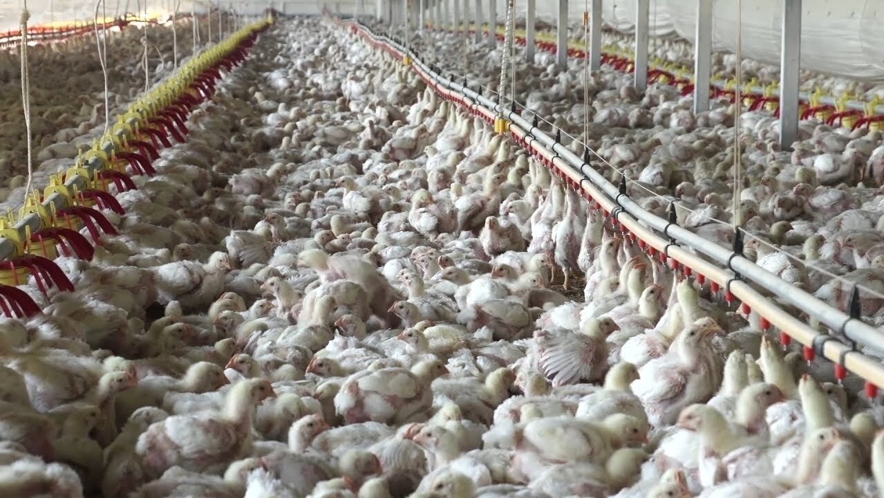 Petition · Halt Concentrated Animal Feeding Operations on Cleveland ...