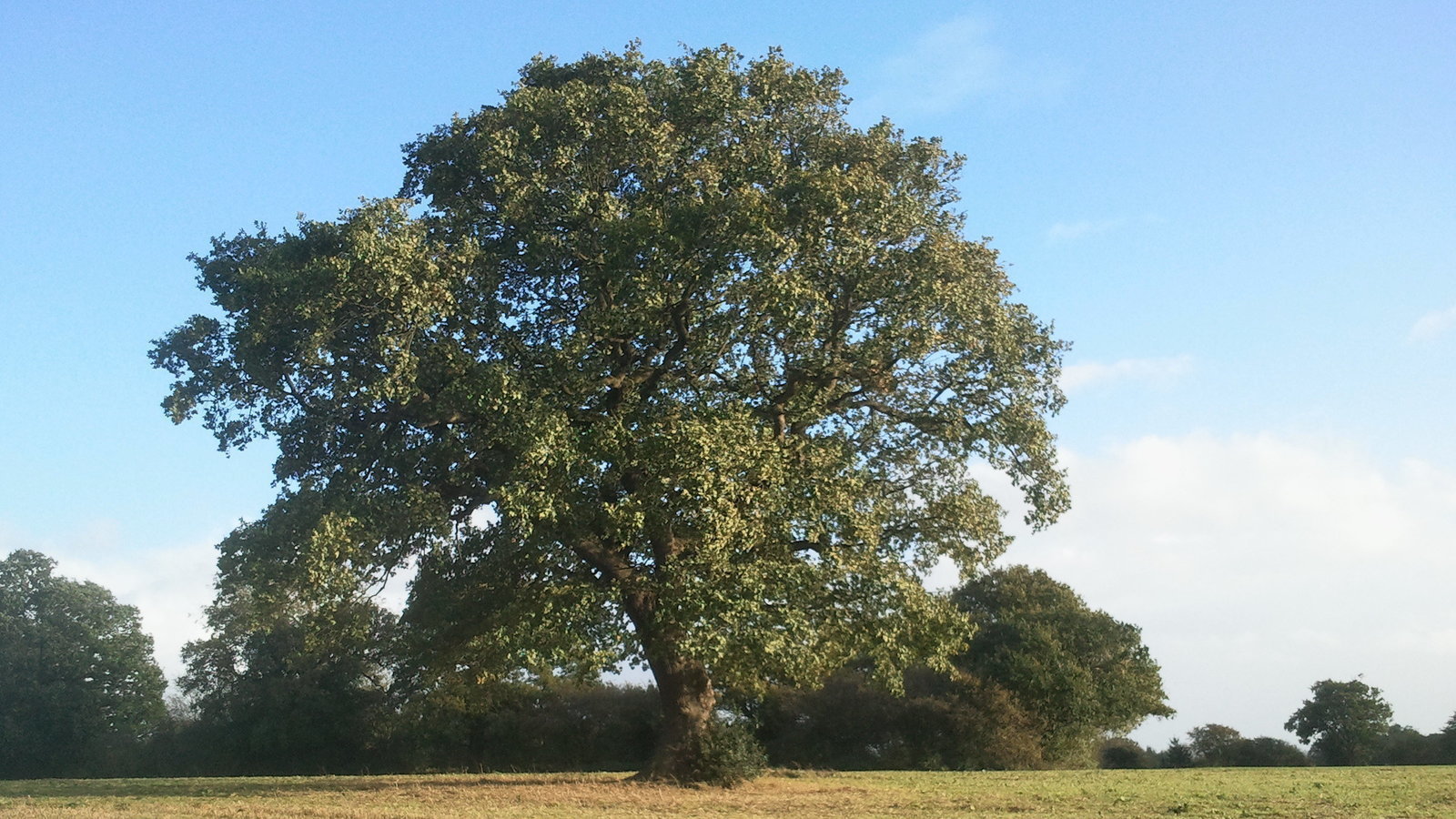 Petition · Protect the Green Belt in the UK from over development ...