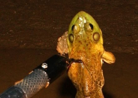 Petition · Stop Frog Stabbing Events - United States · Change.org