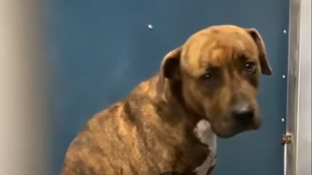 Petition · Stop Euthanizing Healthy Animals in Kill Shelters. Fight for ...