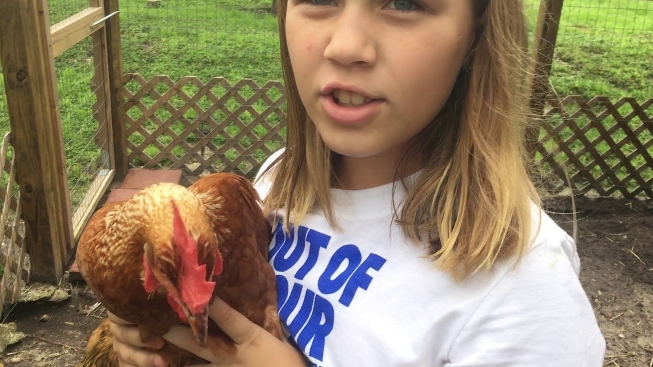Petition · Save our chickens!!!! - United States · Change.org