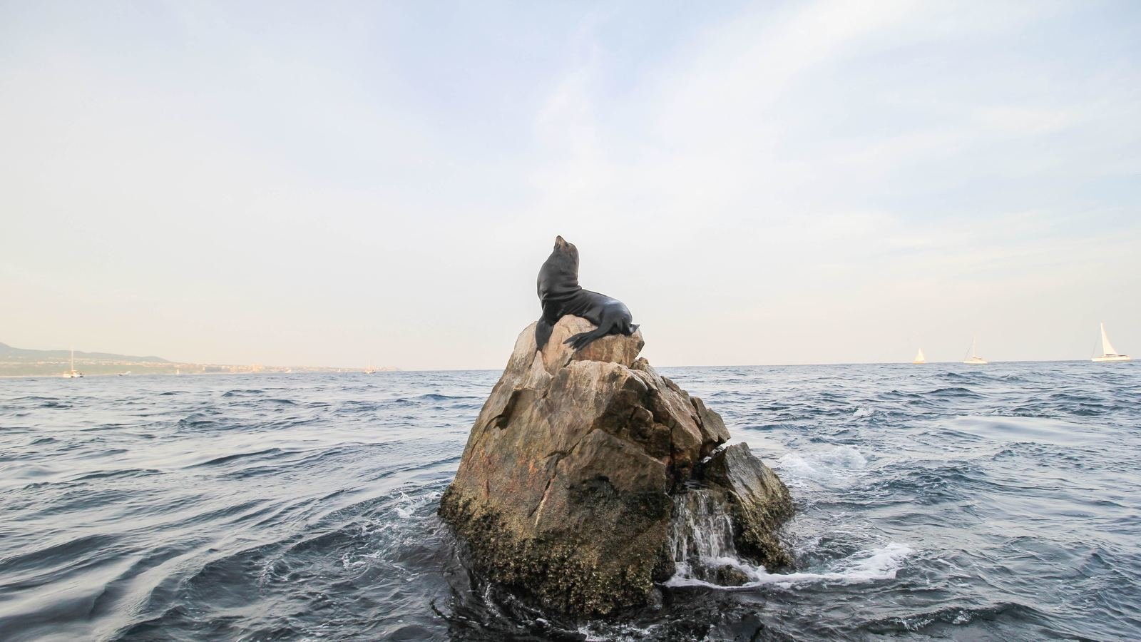 Petition · Stop Seal and Sea Lion Culling - Canada · Change.org