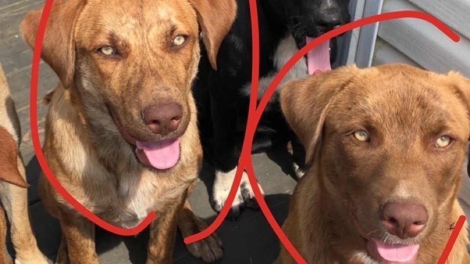 Petition · Arrest Trae Pruitt for animal cruelty - United States ...