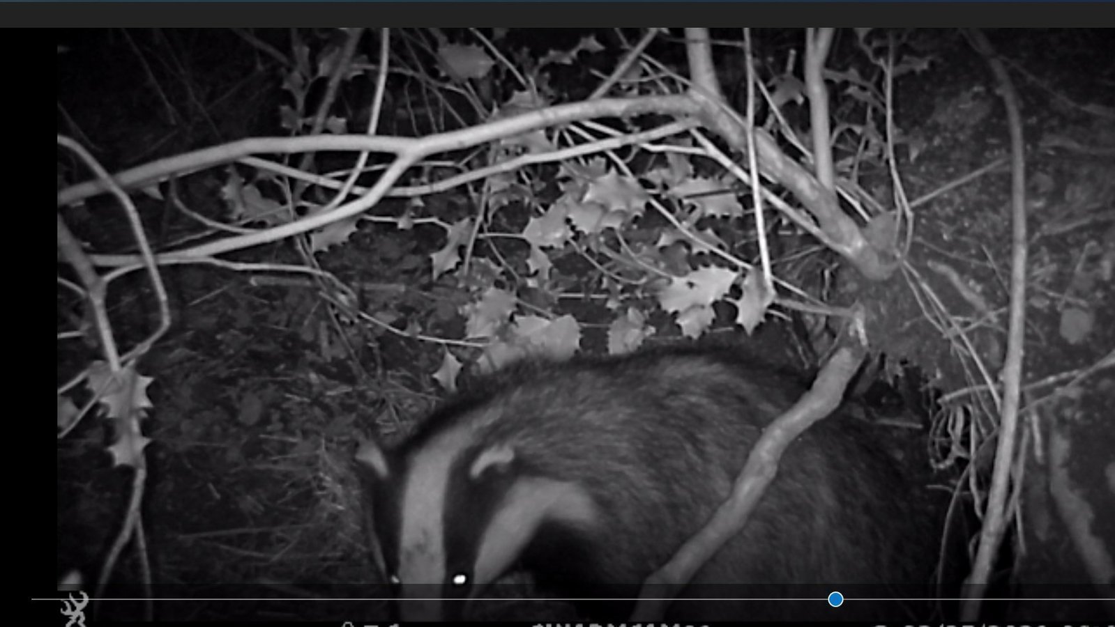 Petition update · Protected badger setts disturbed and damaged, what ...