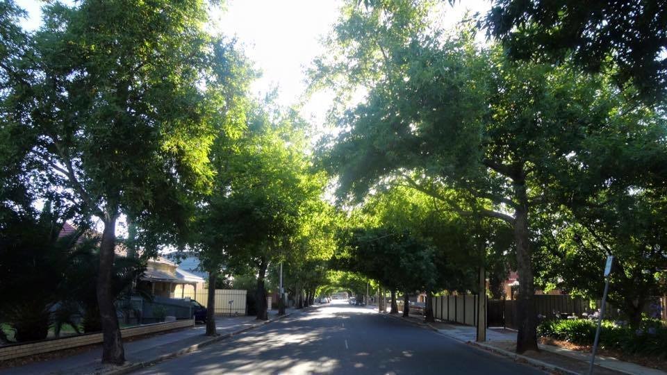 Petition · SAVE OUR TREES - George Street, Thebarton - Australia ...