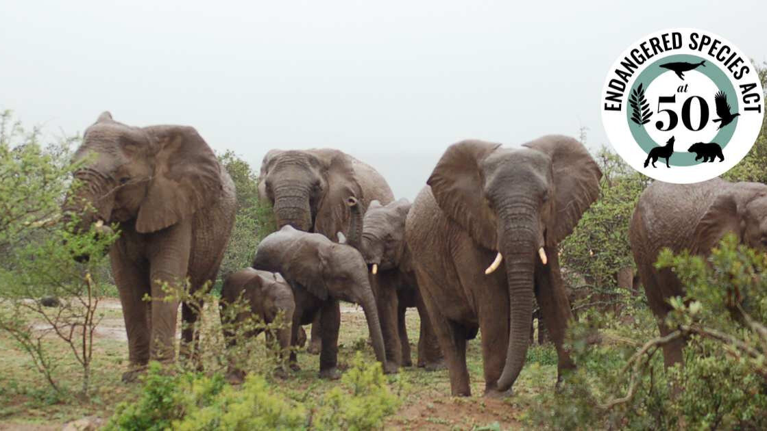 Petition update · African Elephants Need You · Change.org · Change.org
