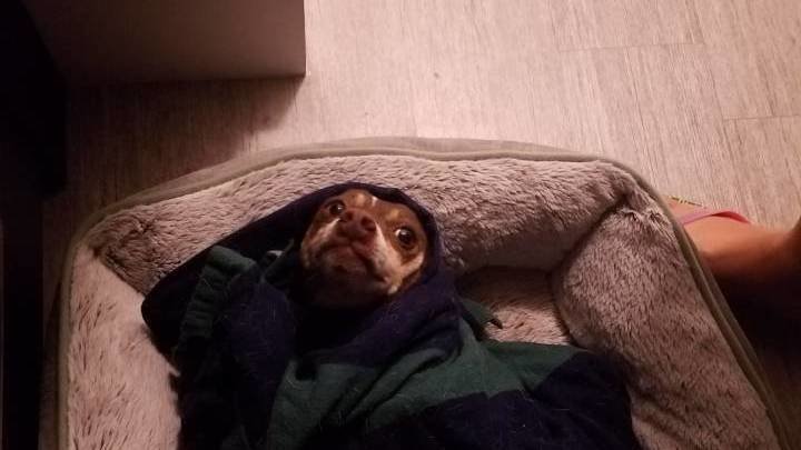 Petition · Pictures of Alexander's dog - United States · Change.org