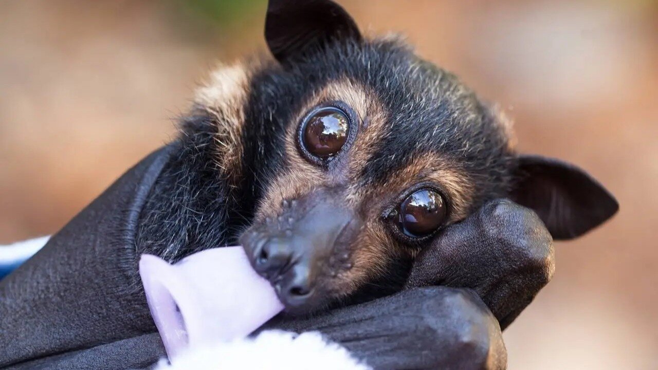 Petition · Help stop deterrence of flying foxes in Cairns City - Cairns ...