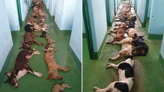 Petition · Prohibit Breeding of Dogs and Cats, Promote Adoption Instead ...